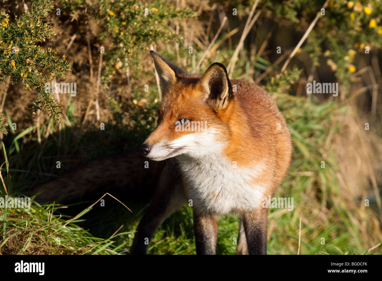 European red fox - Vulpes vulpes Stock Photo - Alamy