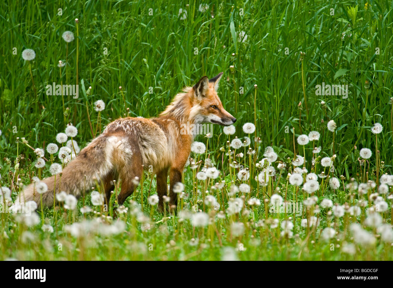 Red fox (Vulpes vulpes) Adult showing little fear resting on Ontario ...