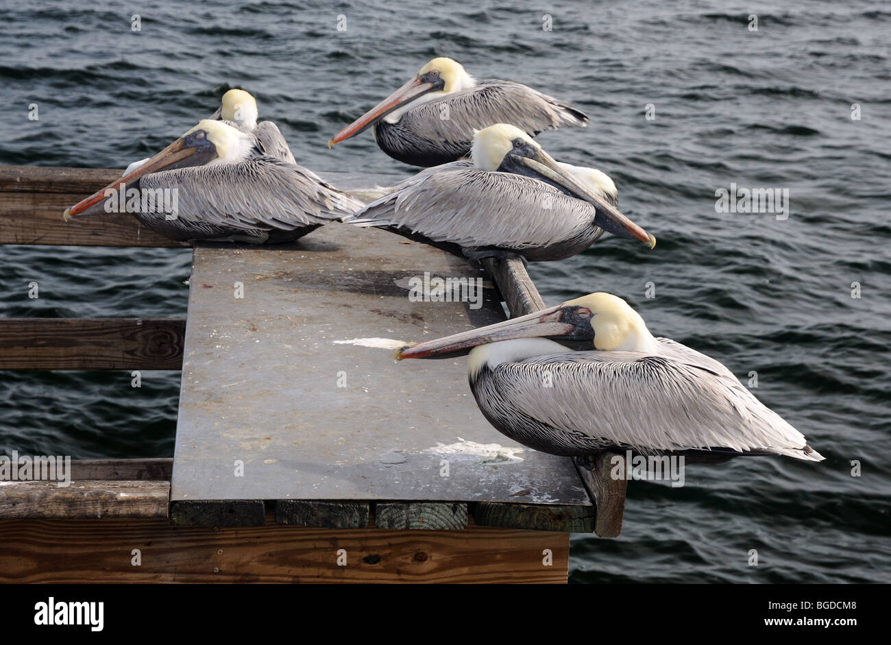 Sitting pelicans hi-res stock photography and images - Alamy