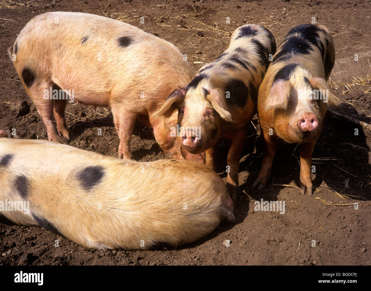 UK, England, Herefordshire, rare breed farming, Gloucester Old Spot ...