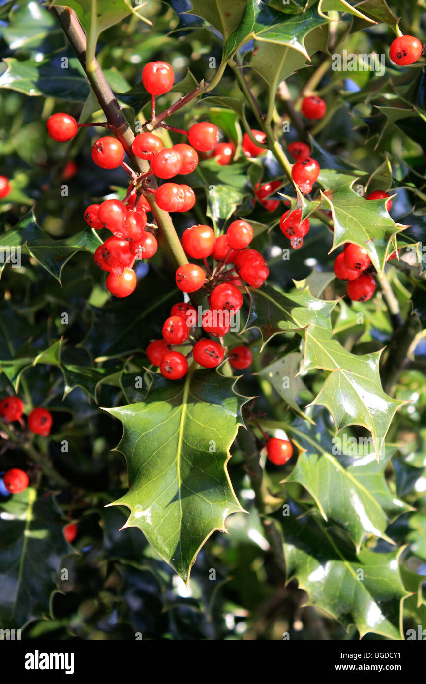 Common holly bush hi-res stock photography and images - Alamy