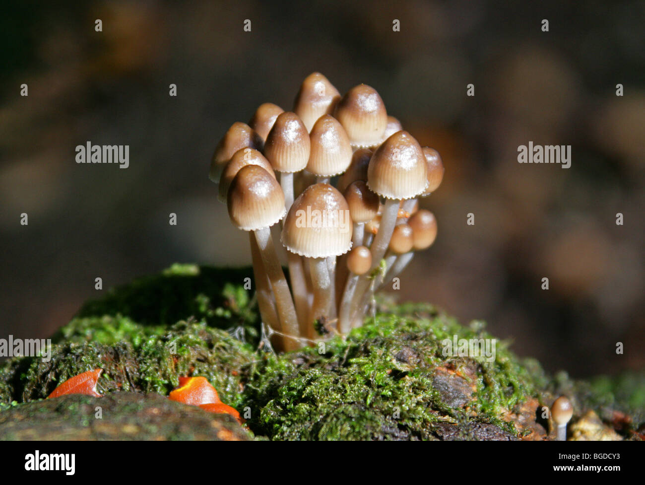 Clustered Bonnets, Mycena inclinata, Mycenaceae. Mushrooms and ...