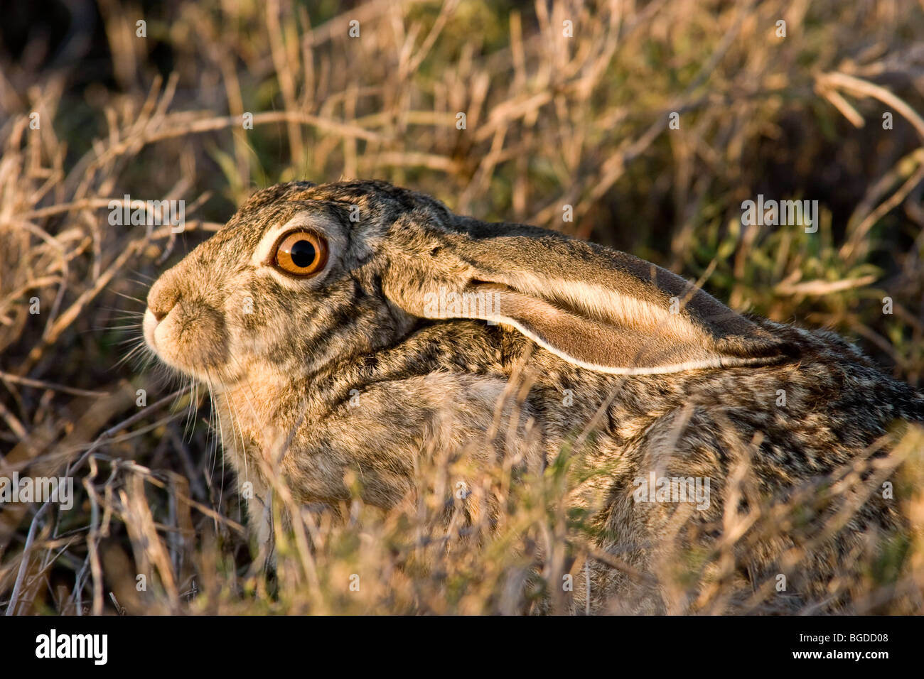 Cape Hare, Lepus capensis, Tanzania, East Africa Stock Photo - Alamy