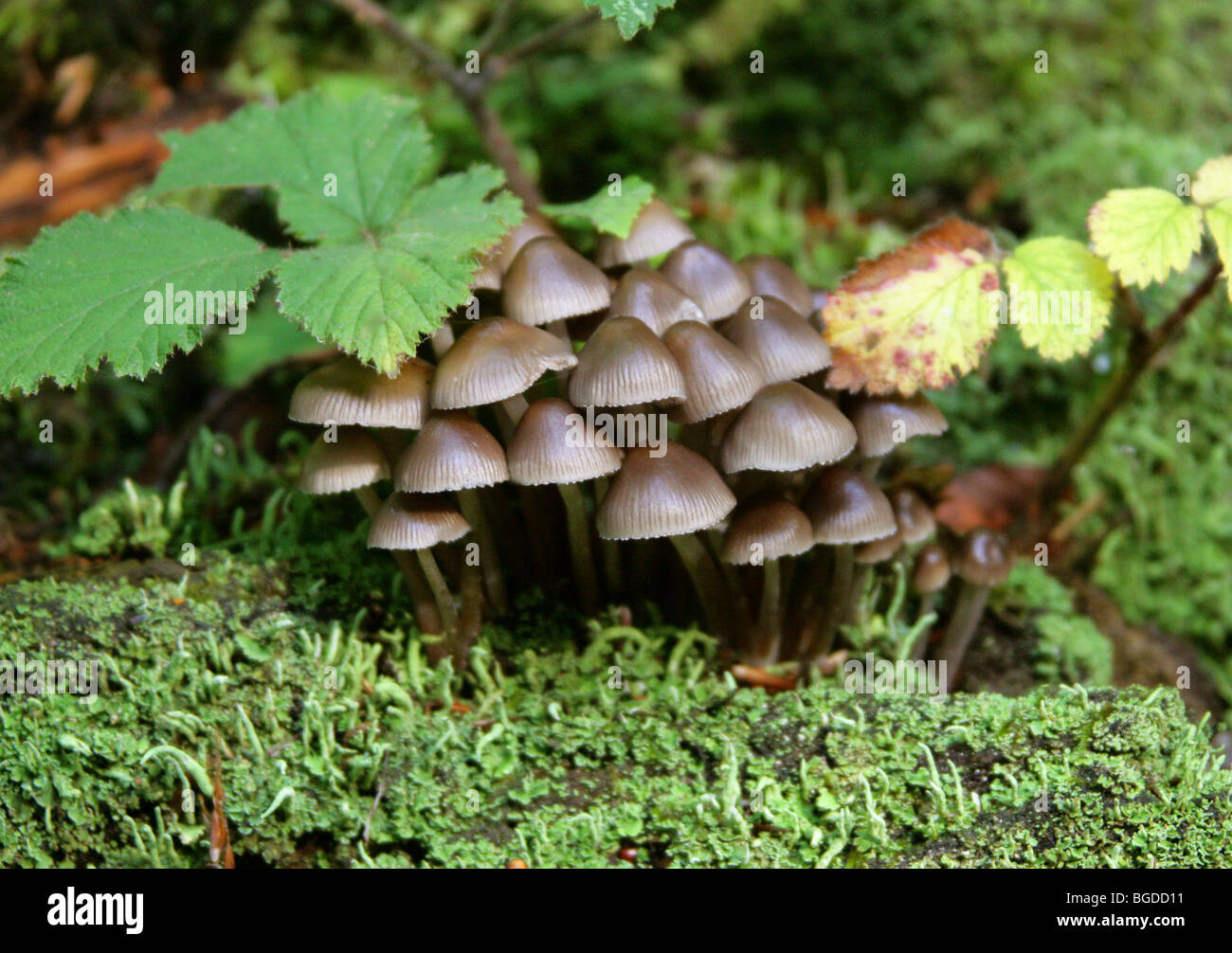 Clustered Bonnets, Mycena inclinata, Mycenaceae. Mushrooms and ...