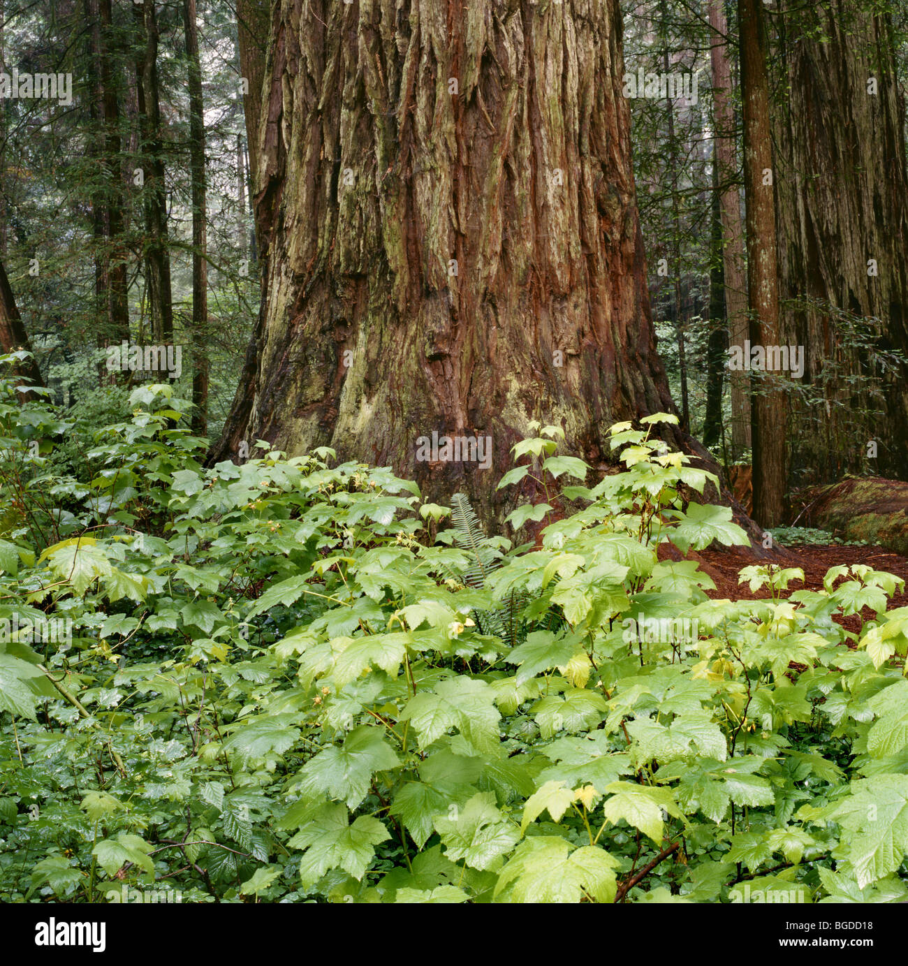 CALIFORNIA - Redwood trees in Jedediah Smith Redwoods State Park ...