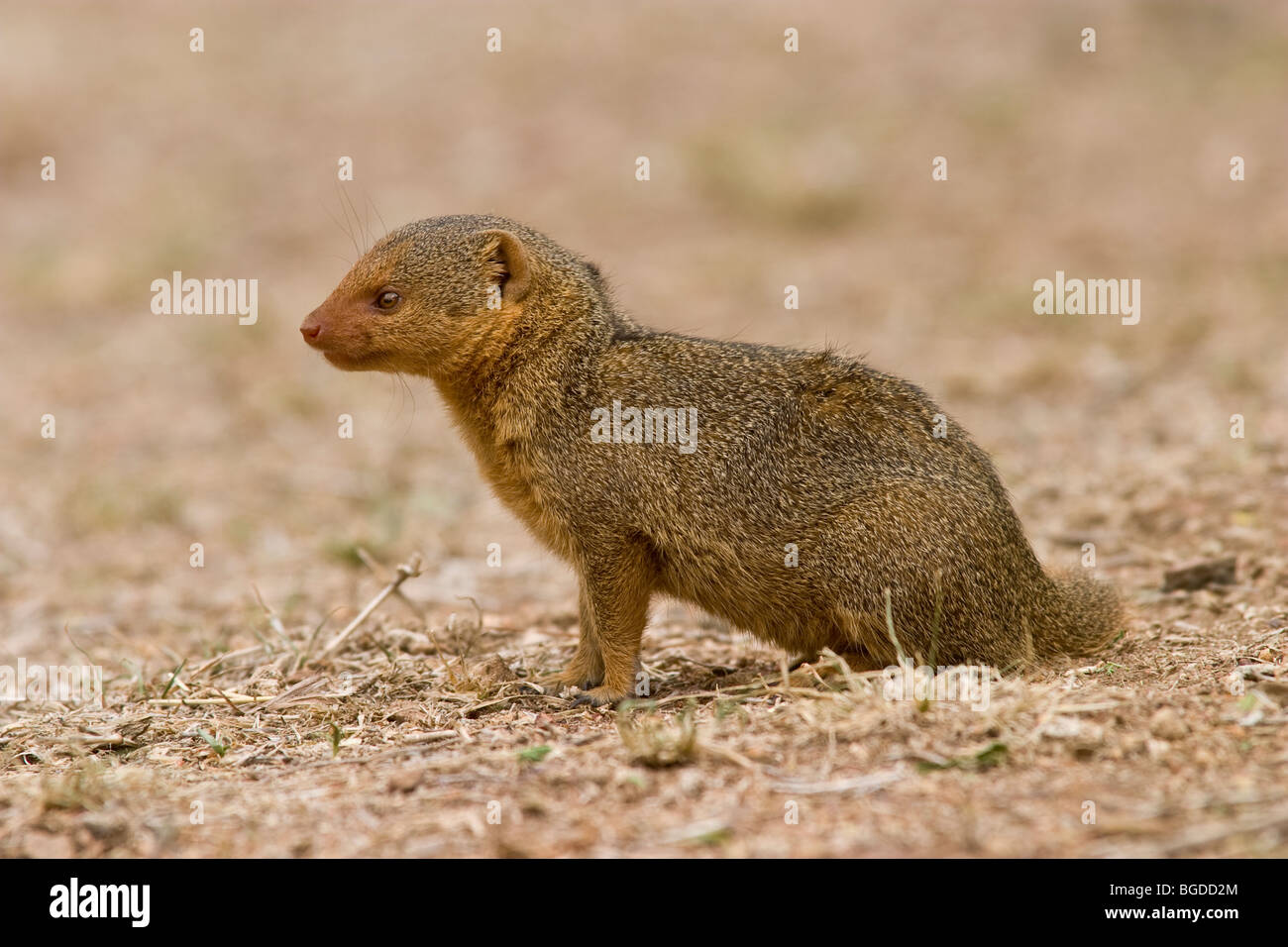 Mongoose of africa hi-res stock photography and images - Alamy