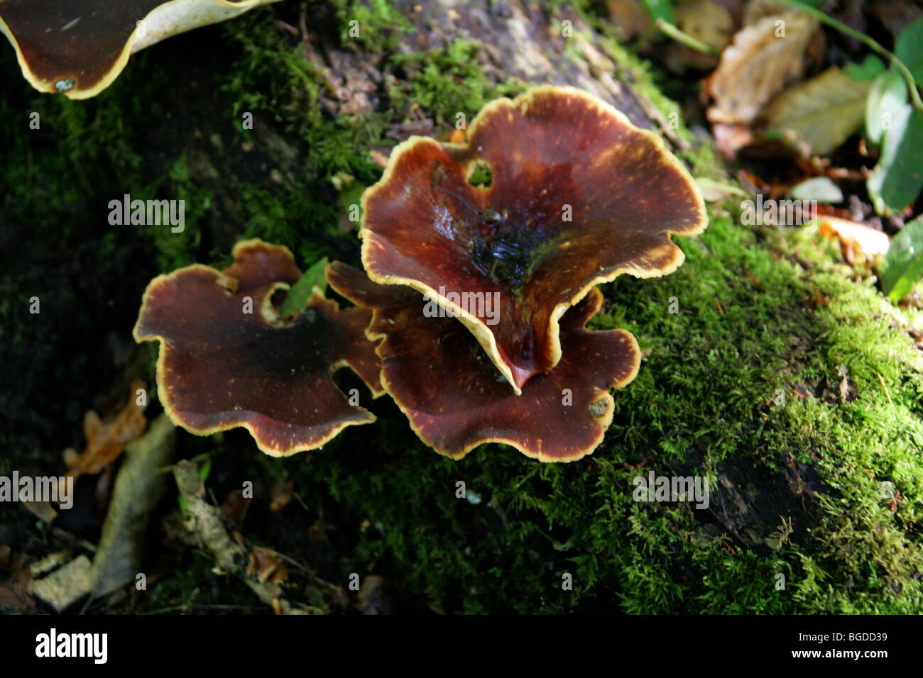 Polyporus badius hi-res stock photography and images - Alamy