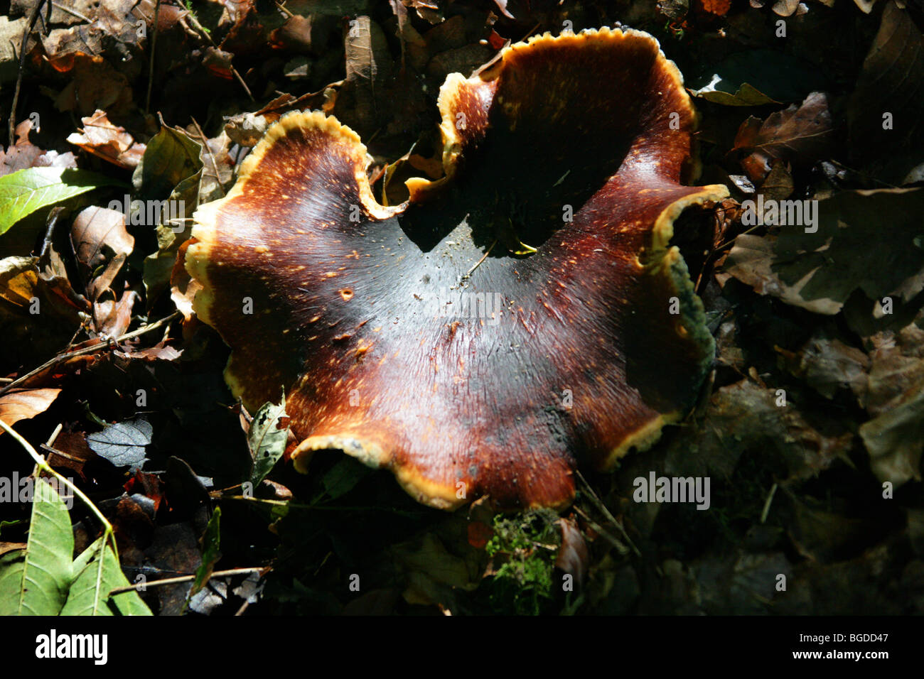 Polyporaceae hi-res stock photography and images - Alamy