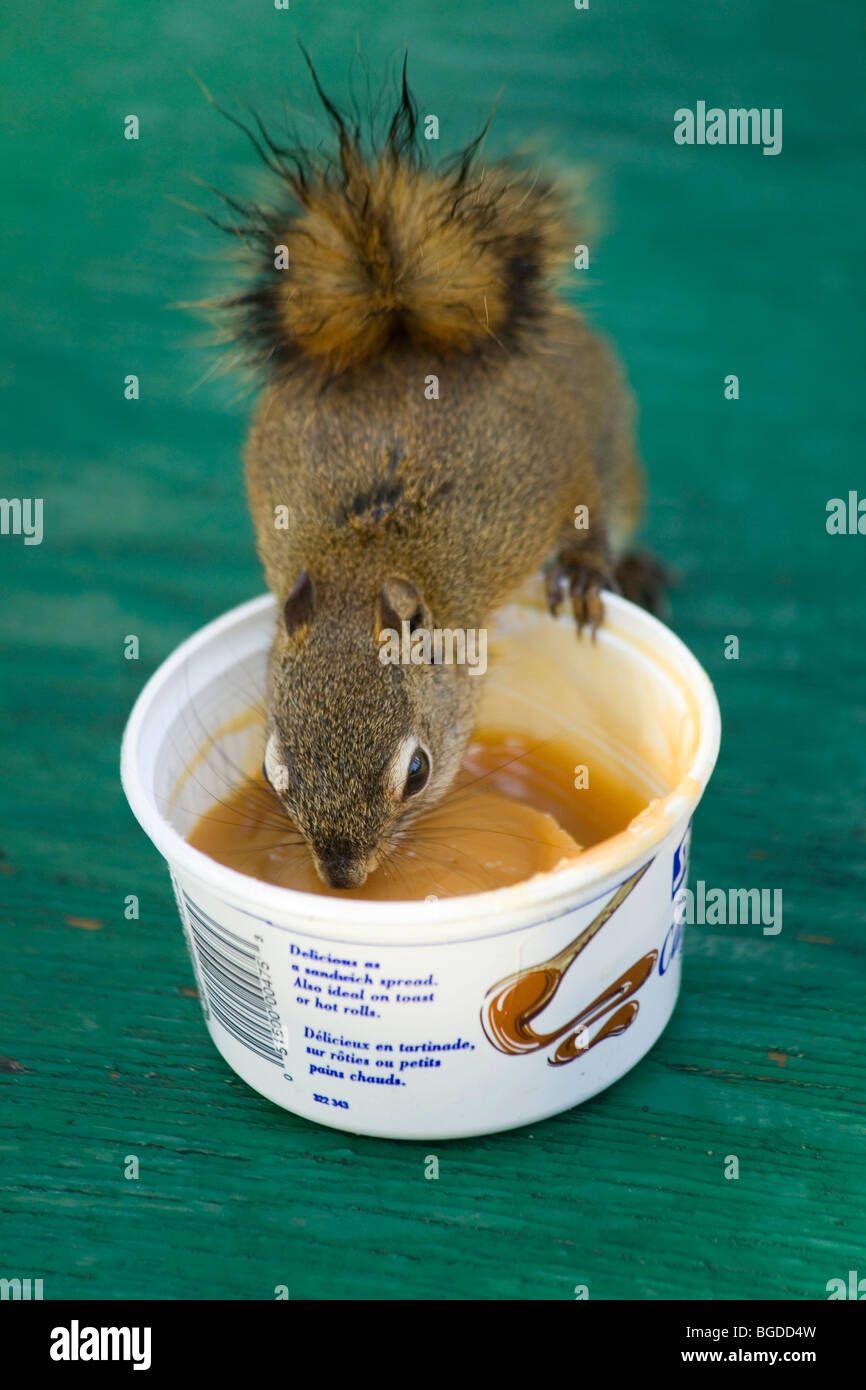 American red squirrel hi-res stock photography and images - Alamy