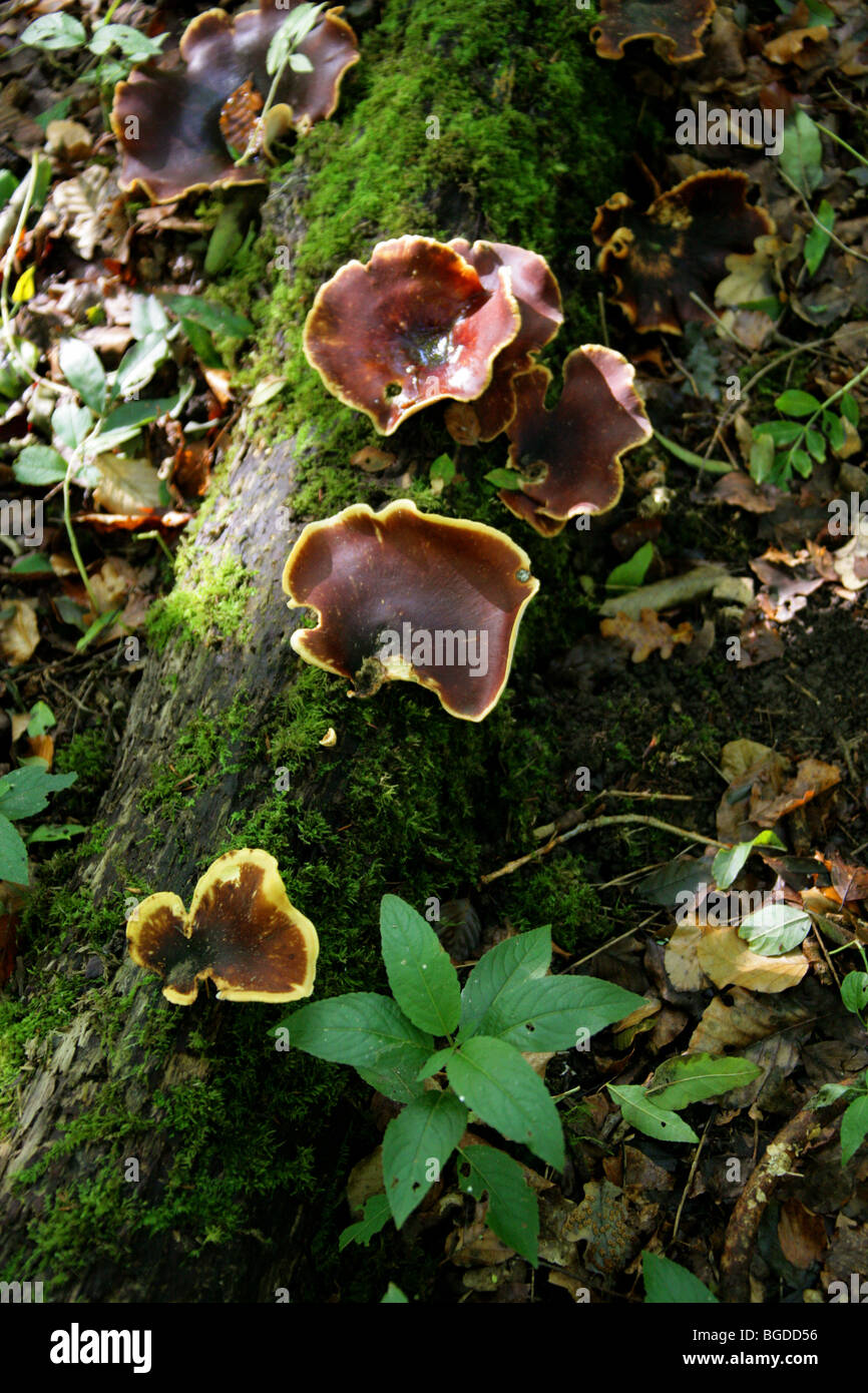 Bay Polypore, Polyporus durus (syn. P. Badius), Polyporaceae. Aka ...