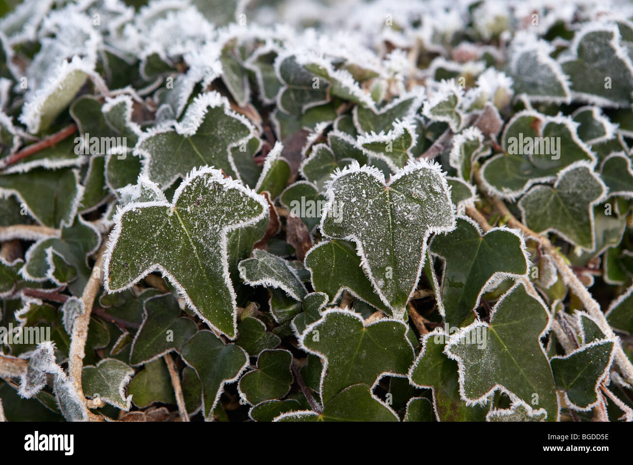 Irish ivy hi-res stock photography and images - Alamy