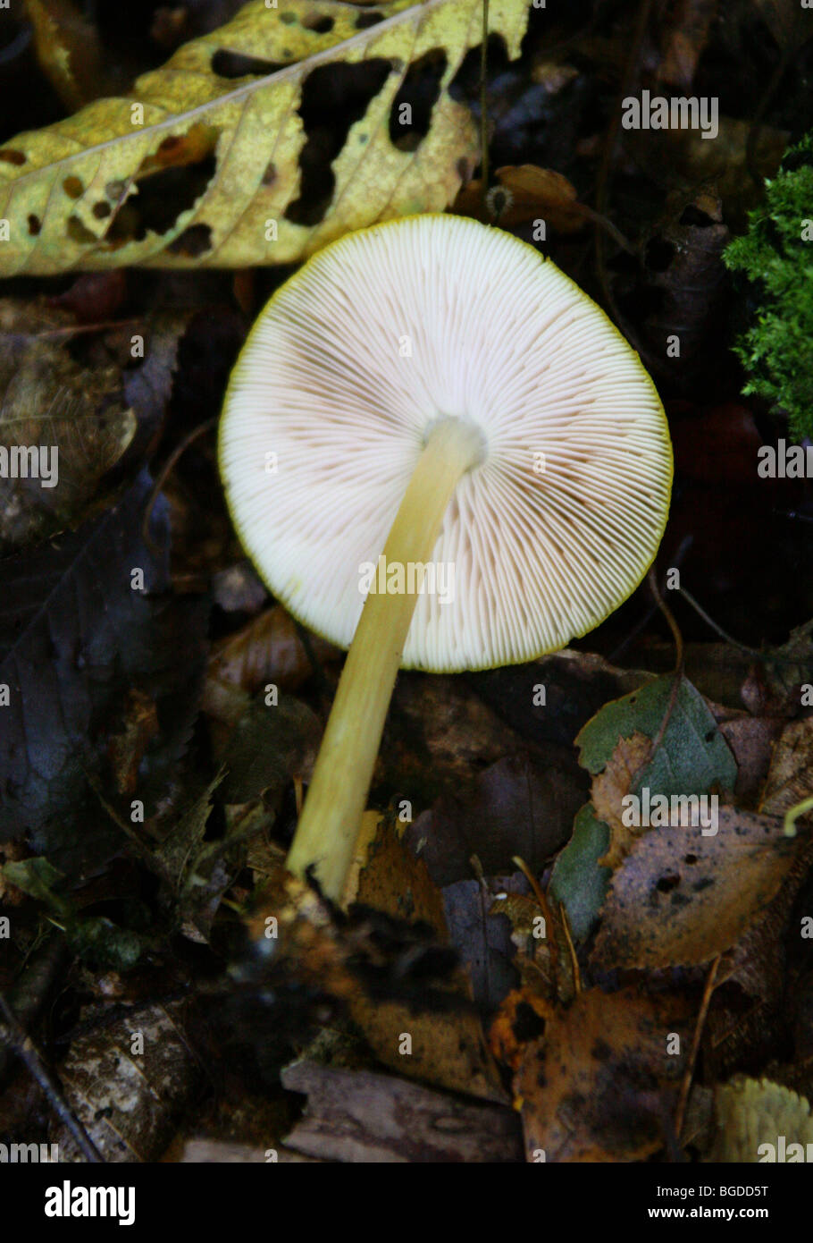 Yellow Shield (Cap Underside and Gills), Pluteus chrysophaeus (P ...