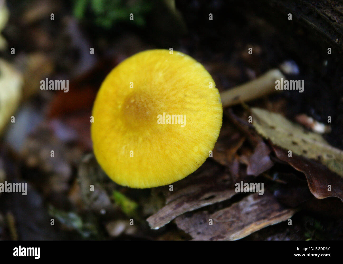 Yellow Shield Toadstool, Pluteus chrysophaeus (P. luteovirens ...