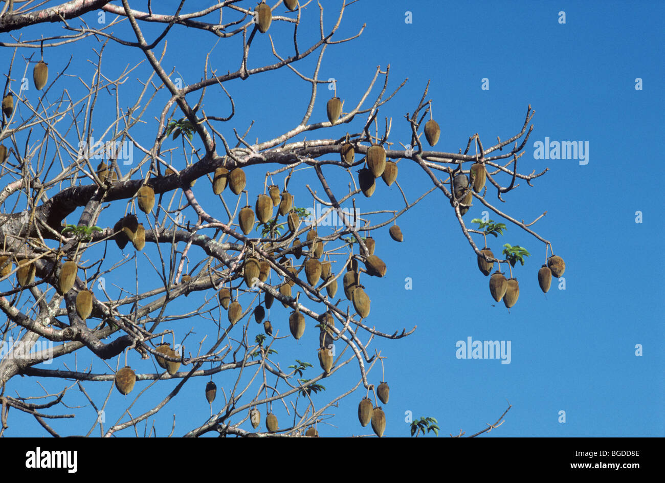 Fruit on the bare branches of a baobab tree (Adansonia digitata ...