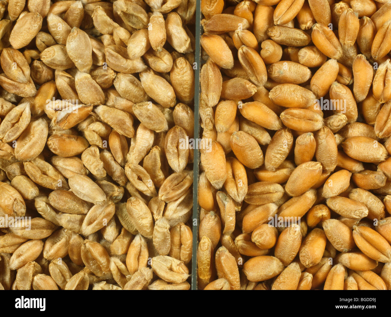 Shrivelled wheat grain from a diseased crop compared to plump healthy ...