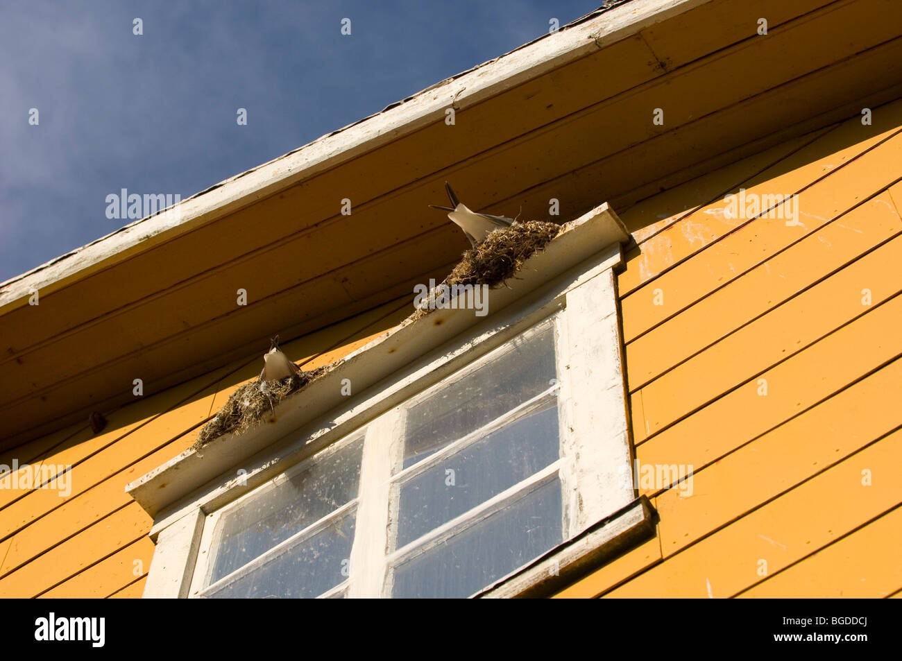 Nesting seagulls on a window lintel Stock Photo - Alamy