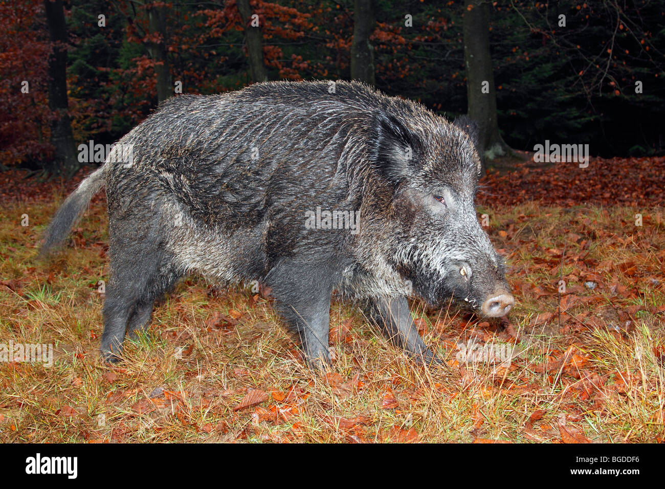Pigs mating hi-res stock photography and images - Alamy