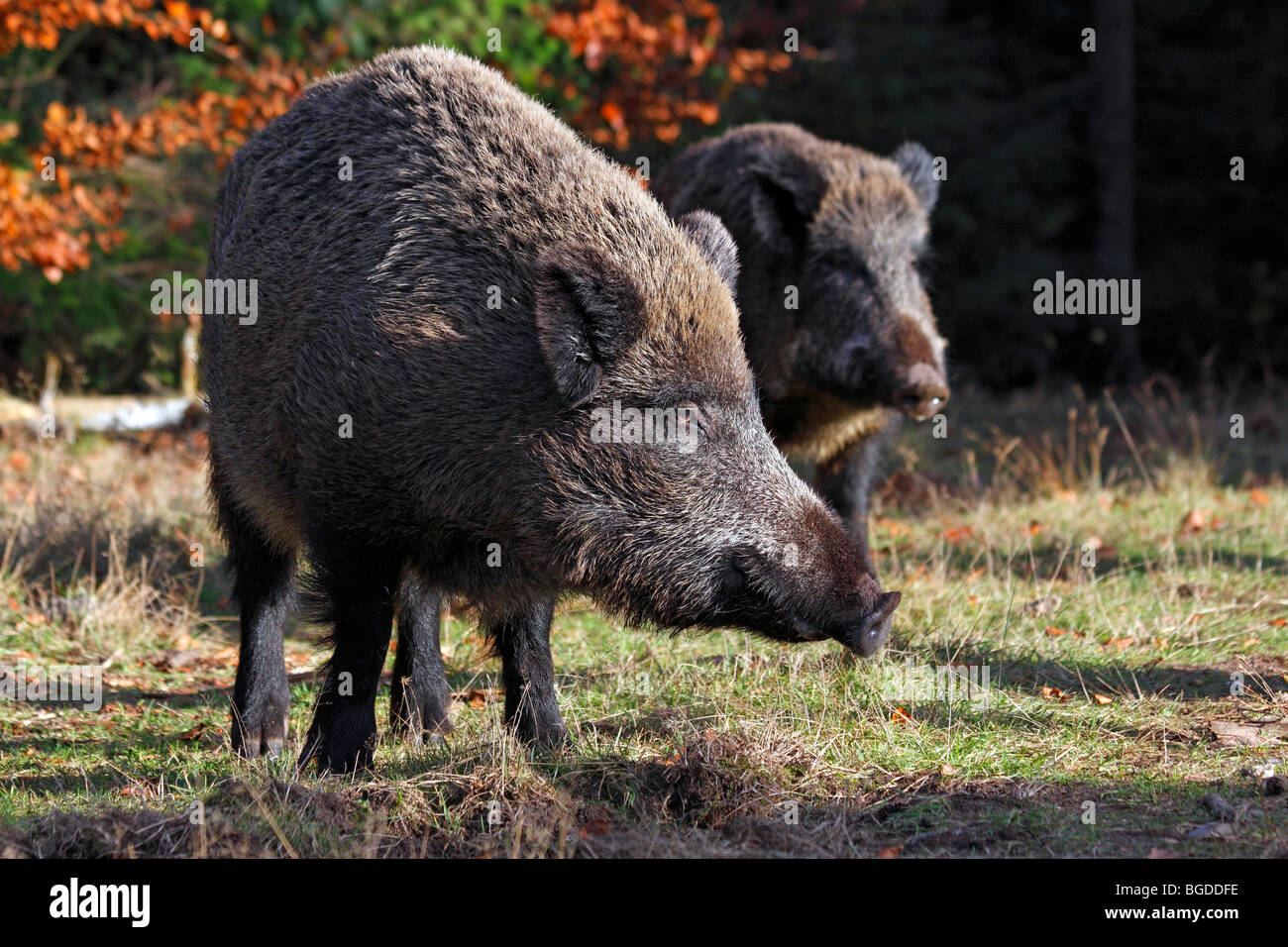 Wild boars in the wood hi-res stock photography and images - Alamy