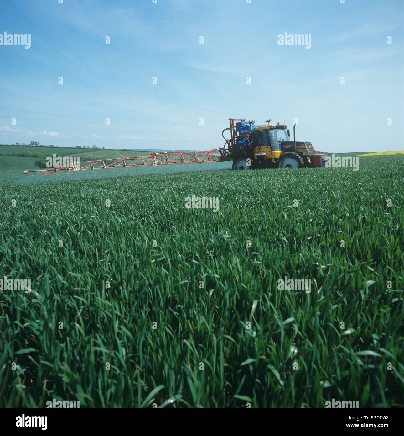 Fastrac tractor with mounted sprayer spraying establishged winter wheat ...