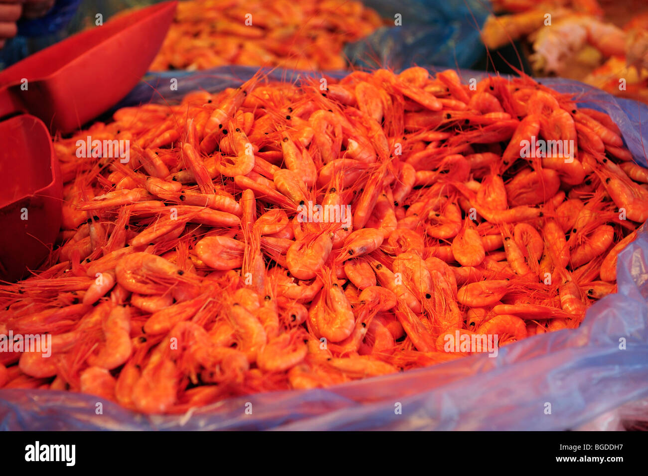 Freshly caught shrimp at the fish market in Bergen, Norway, Scandinavia ...