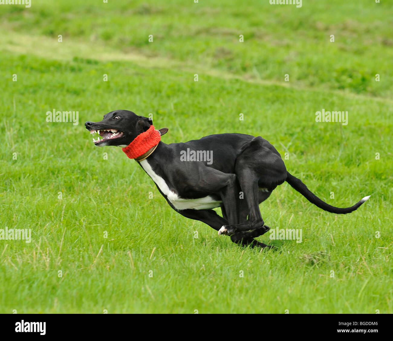 Greyhound Running High Resolution Stock Photography and Images - Alamy
