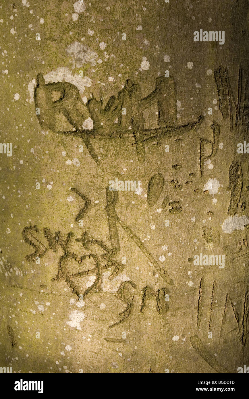 Inscriptions in the bark of a tree Stock Photo - Alamy