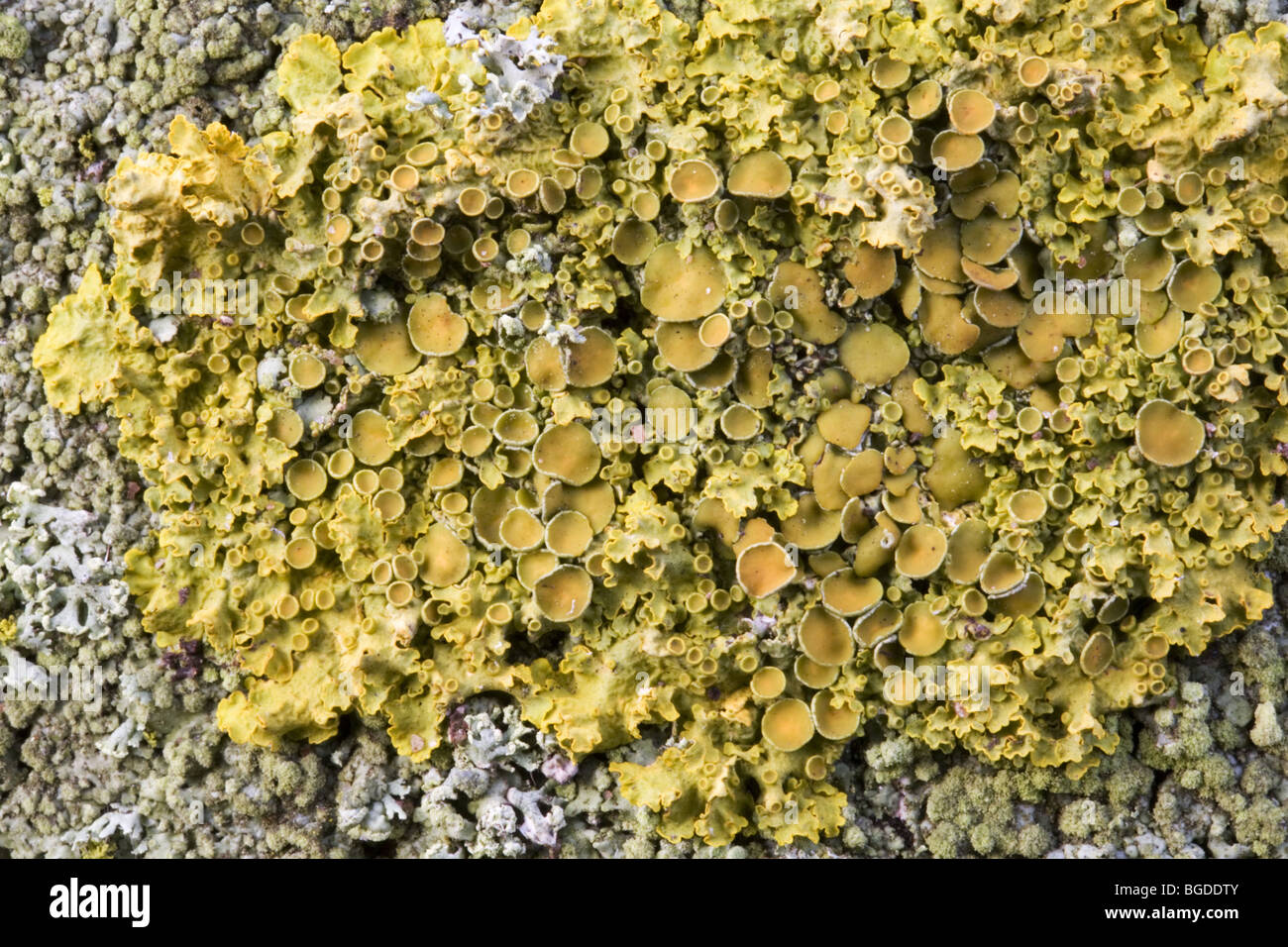 Closeup of Maritime Sunburst Lichen (Xanthoria parietina) growing on ...
