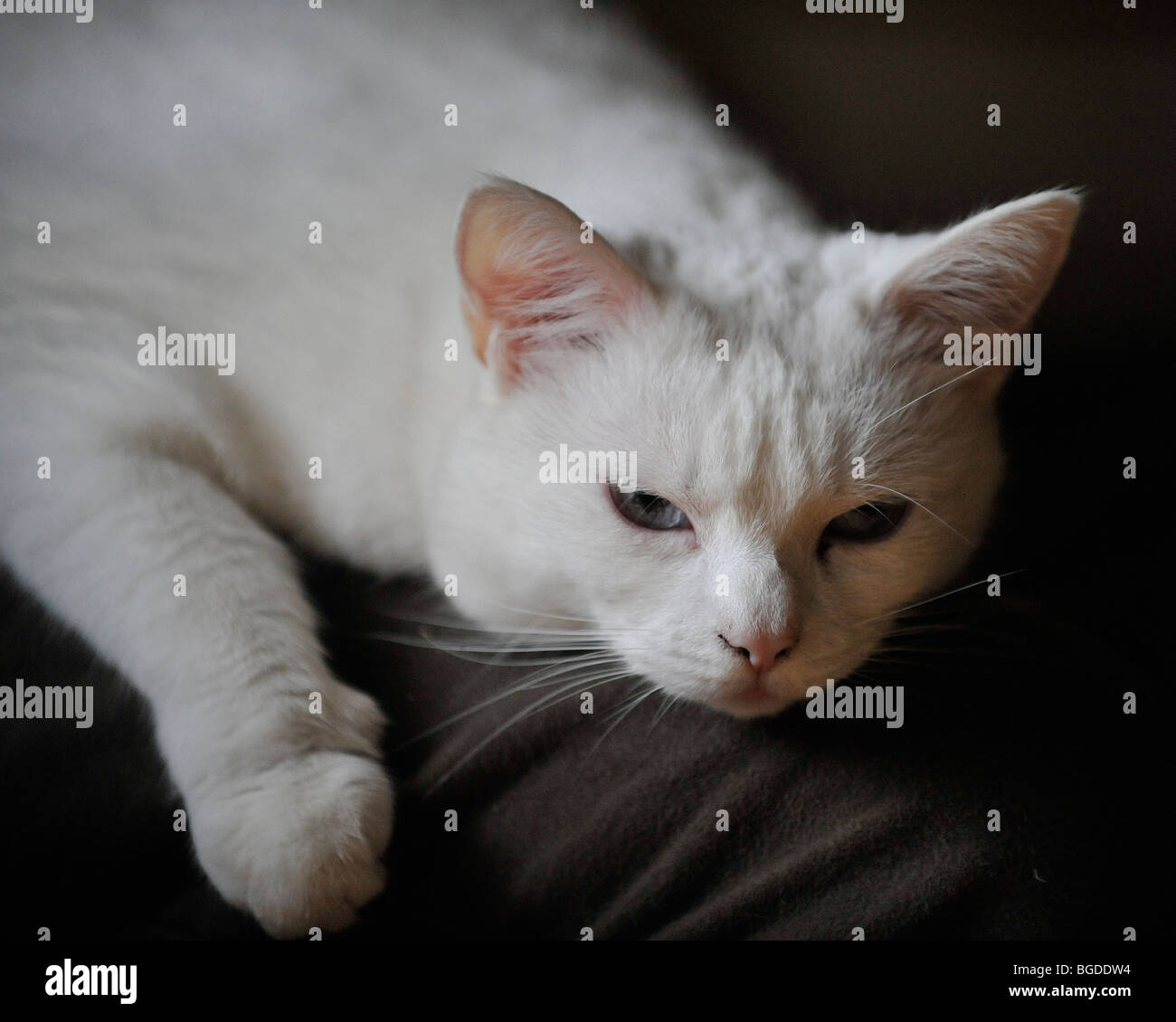 white cat snoozing Stock Photo - Alamy