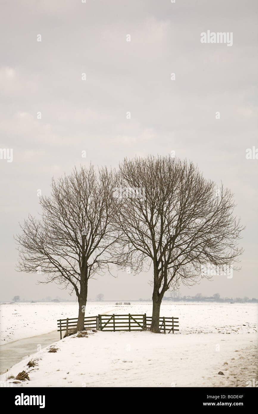 Landscape of a Dutch polder covered with snow, Alblasserwaard, South ...