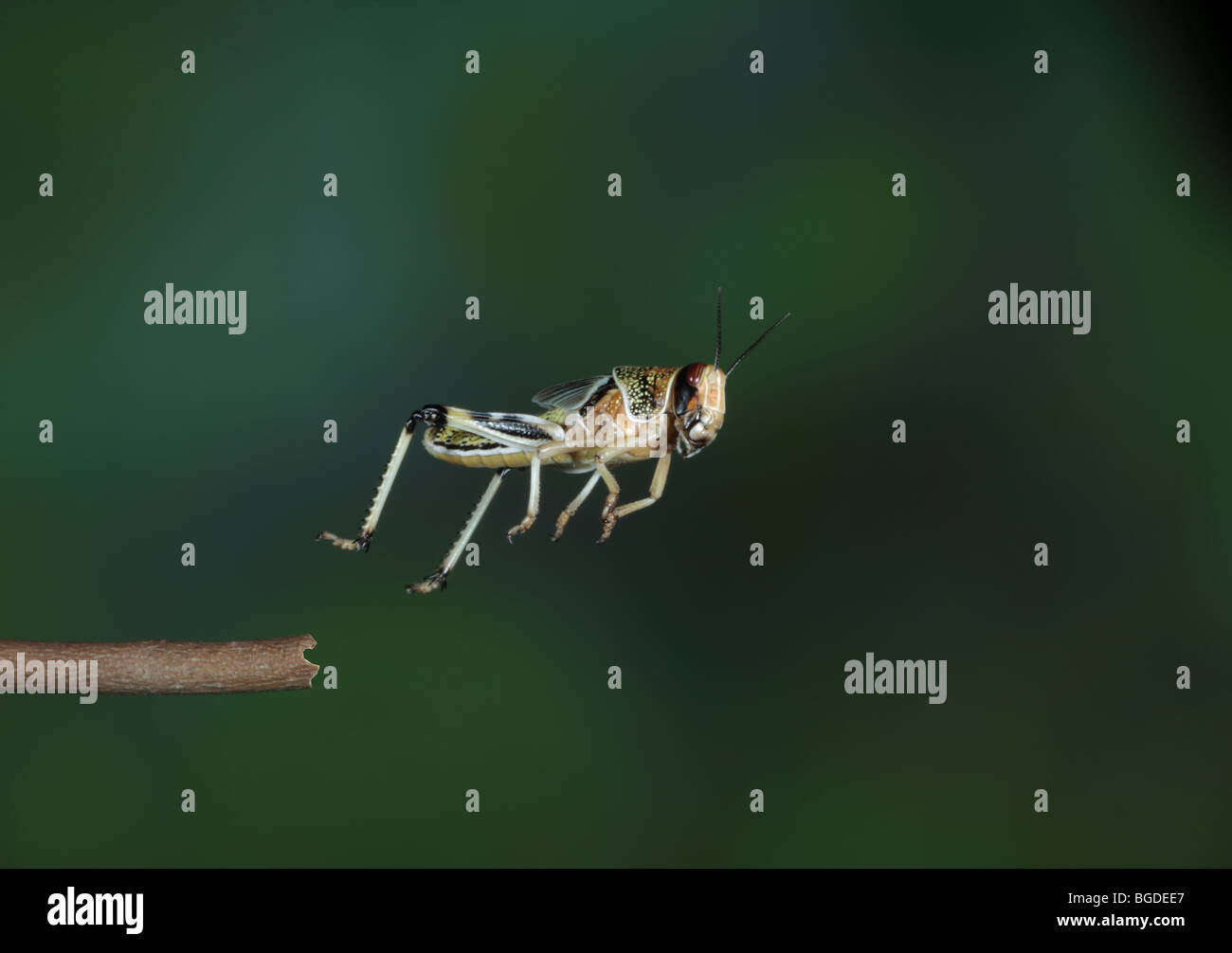 Locust dale hi-res stock photography and images - Alamy