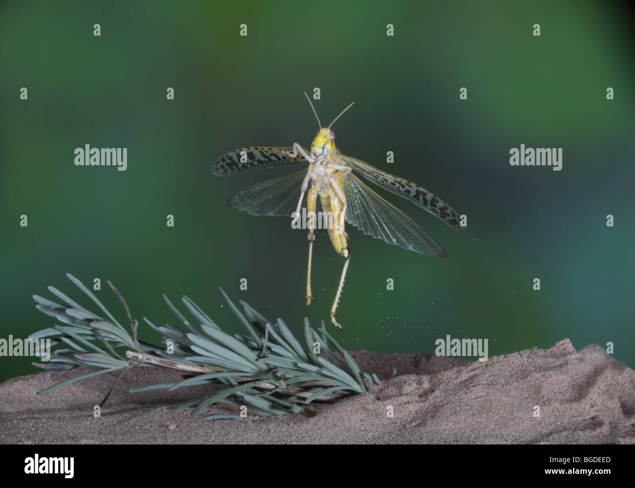 Locust hi-res stock photography and images - Alamy