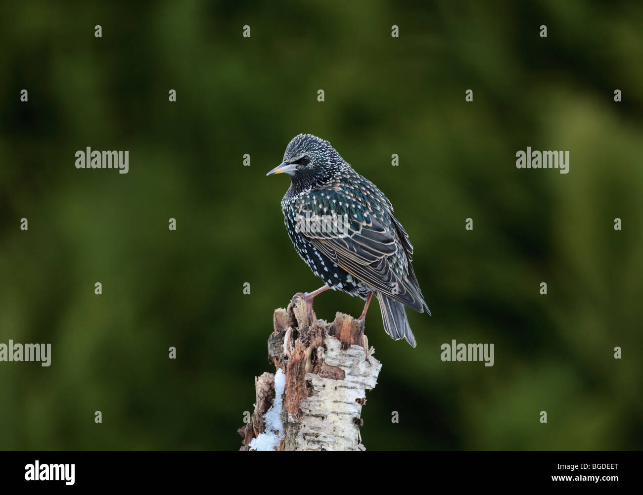 Birds starling hi-res stock photography and images - Alamy
