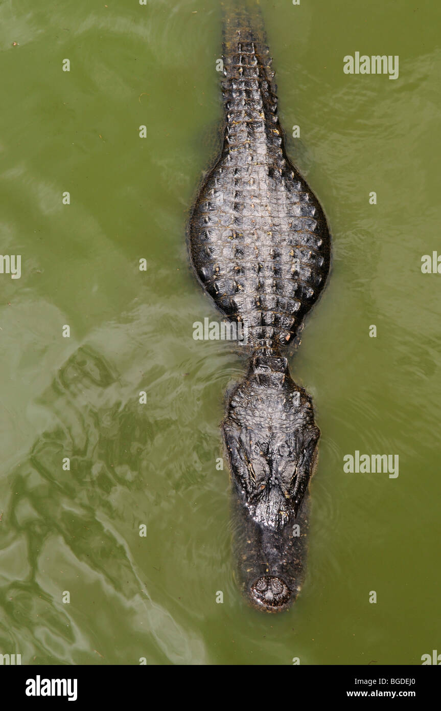 Alligator parks hi-res stock photography and images - Alamy