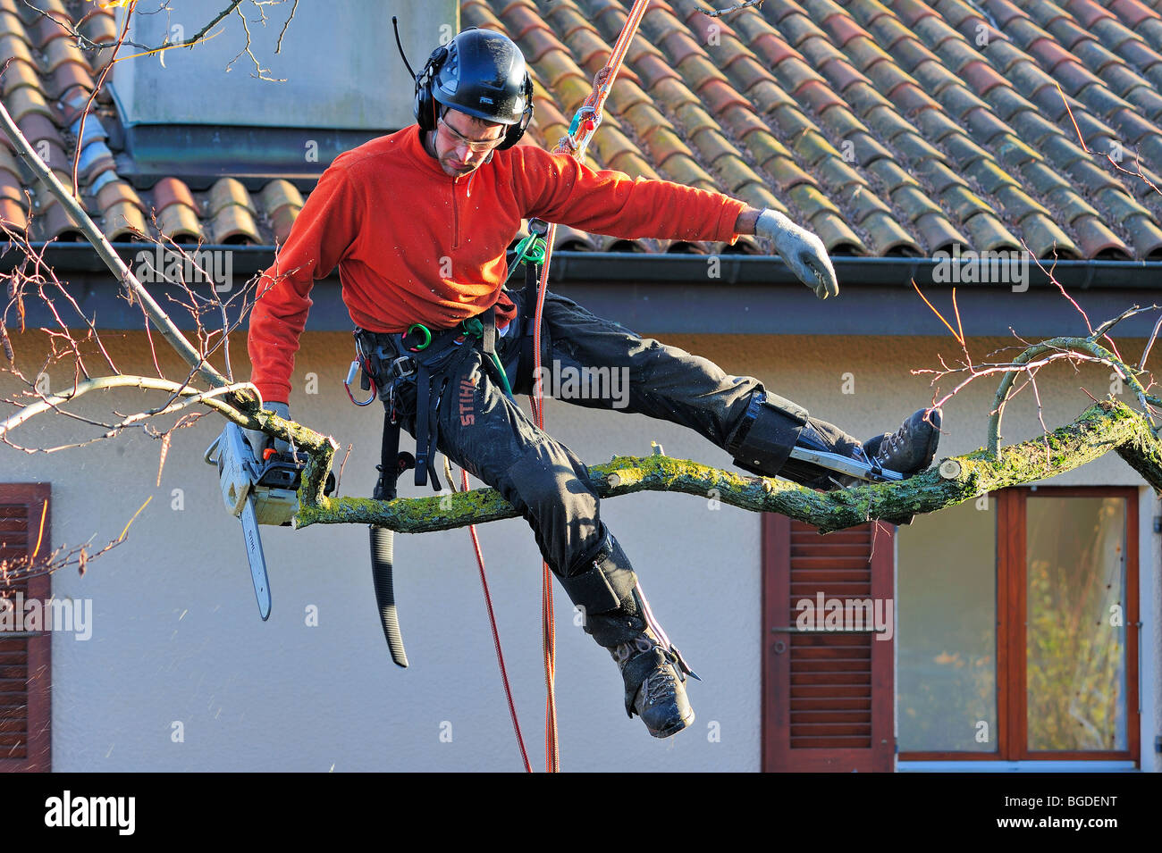 A tree surgeon working high in a garden tree with a house in the ...