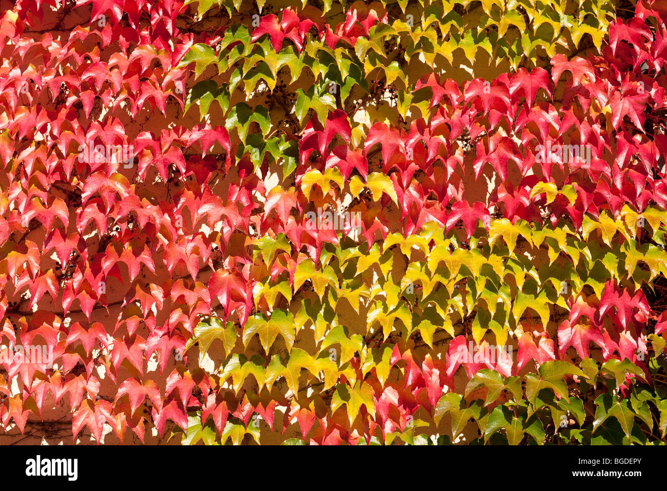 Vine leaves hi-res stock photography and images - Alamy