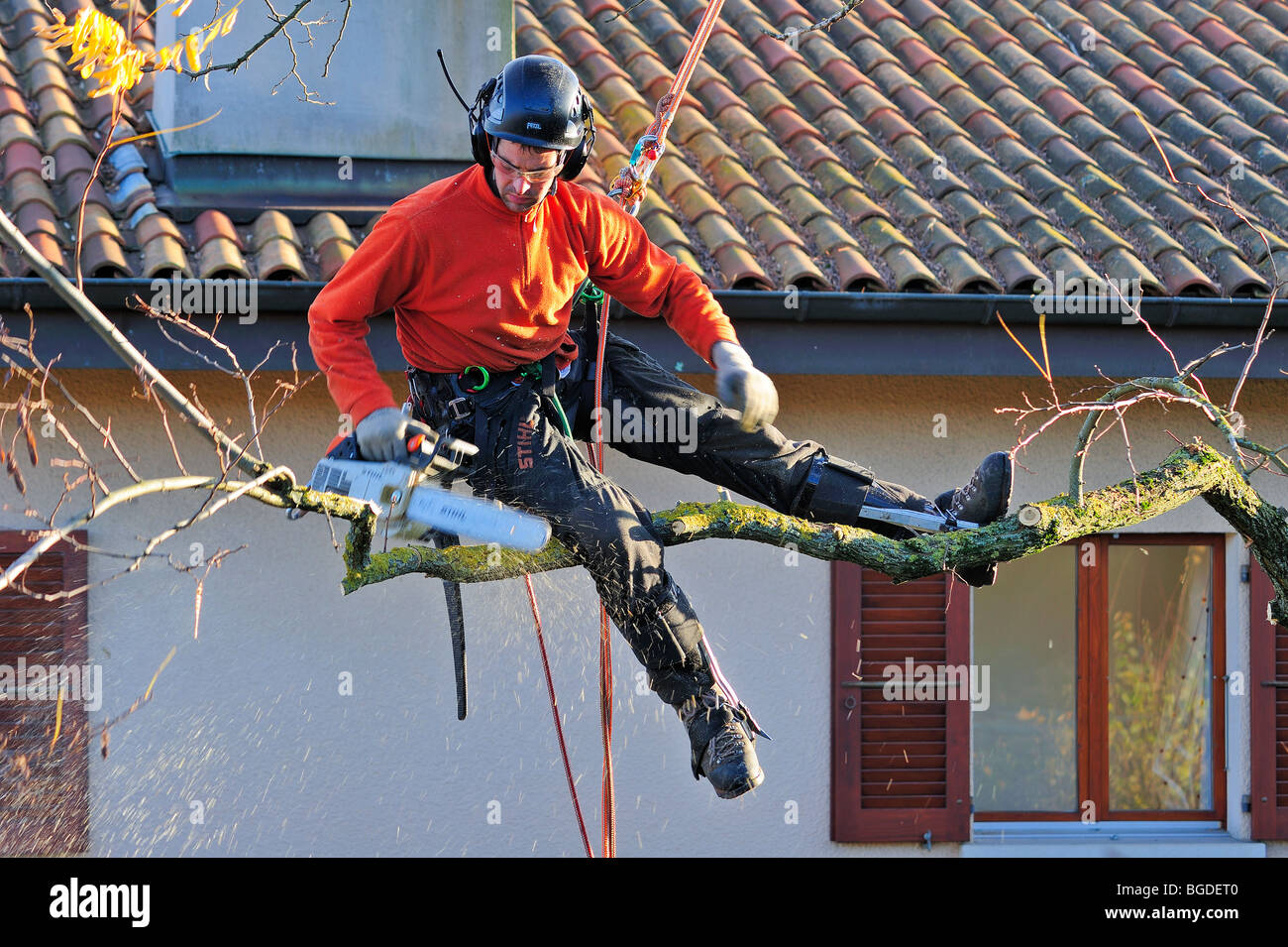A tree surgeon working high in a garden tree with a house in the ...