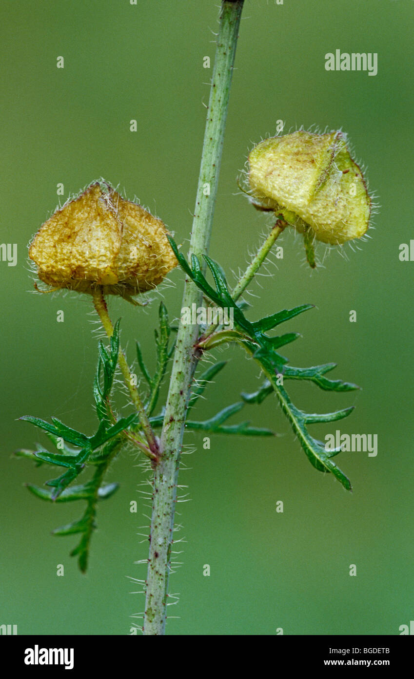 Musk mallow pod hi-res stock photography and images - Alamy