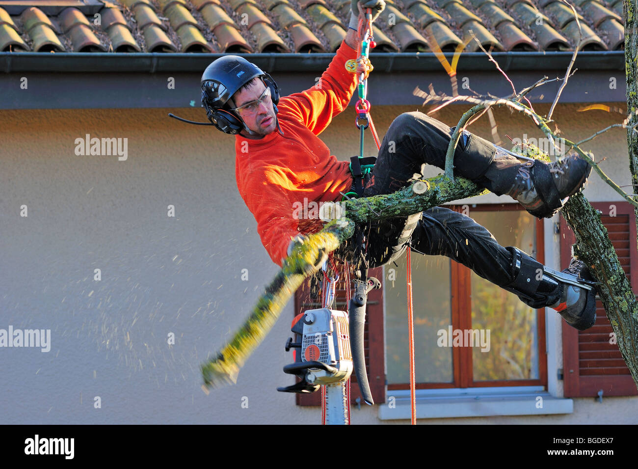 A tree surgeon working high in a garden tree with a house in the ...