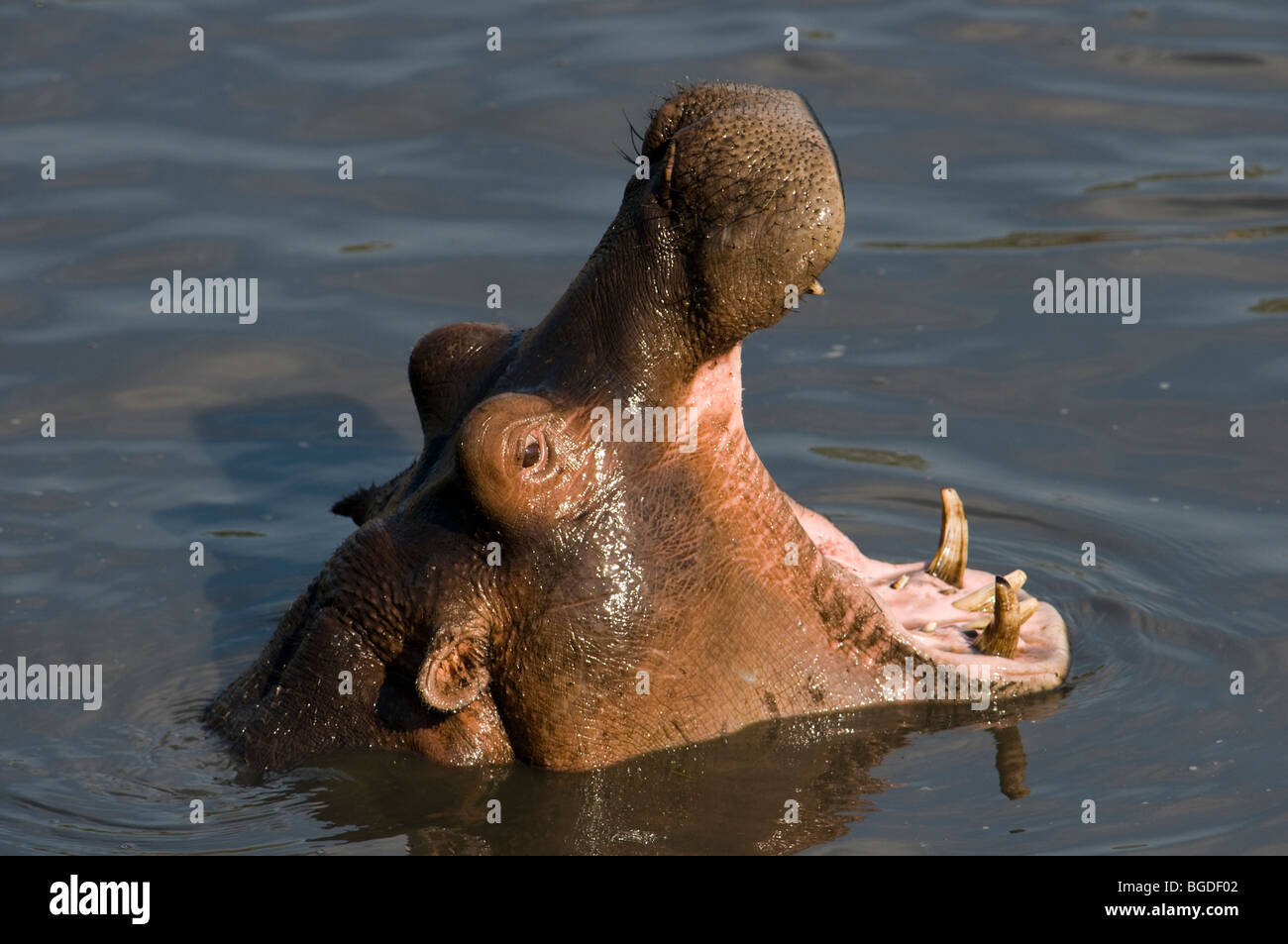 Hippo Hippopotamus amphibius yawning Stock Photo - Alamy
