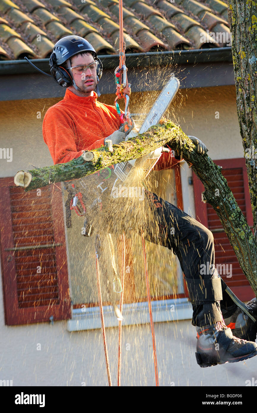 A tree surgeon working high in a garden tree with a house in the ...