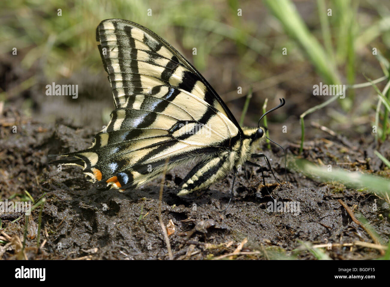 Western Tiger Swallowtail Stock Photo - Alamy