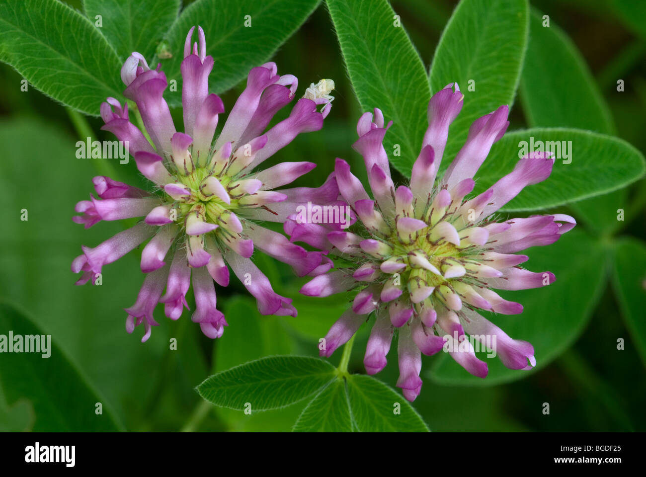 Red clover trifolium pratense common hi-res stock photography and ...