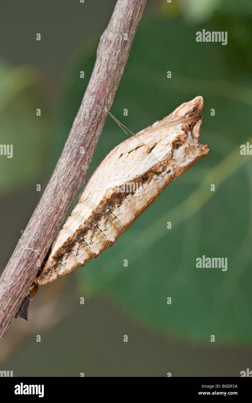 Western Tiger Swallowtail Pupa or chrysalis Stock Photo - Alamy