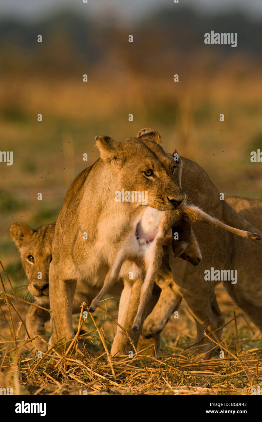 Lion with a buck hi-res stock photography and images - Alamy