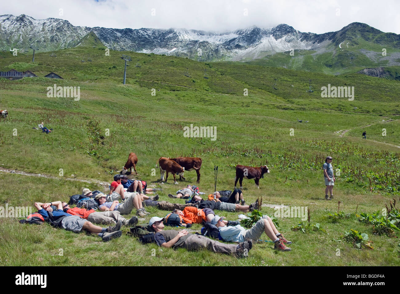 Tired cows hi-res stock photography and images - Alamy
