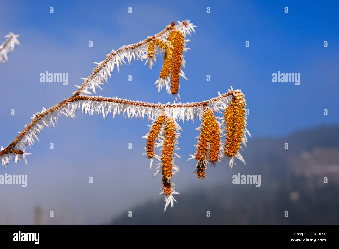 Hazel catkins (Corylus), with ice crystals after a cold night Stock ...