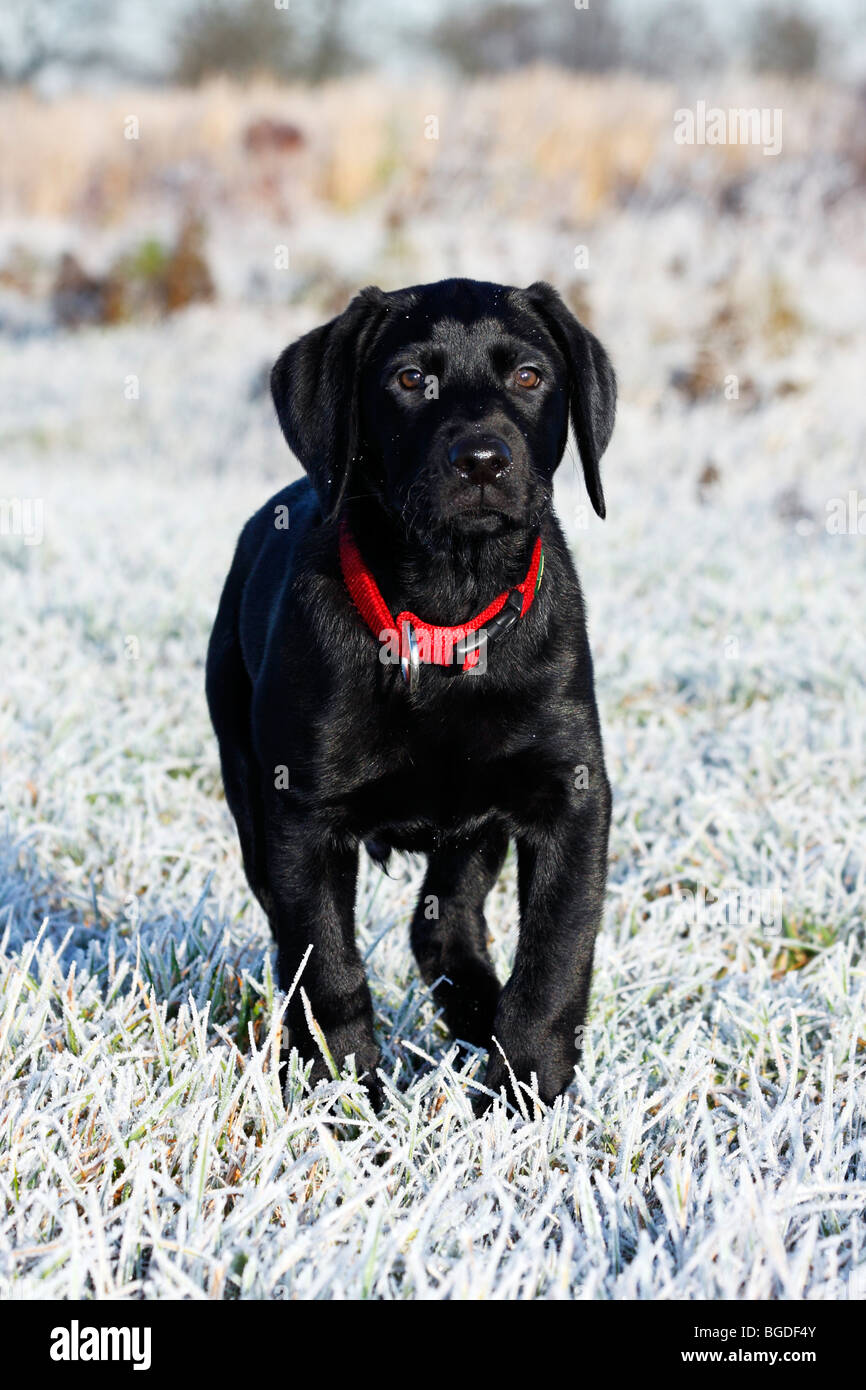 Young black Labrador Retriever dog in hoar frost covered meadow, puppy ...
