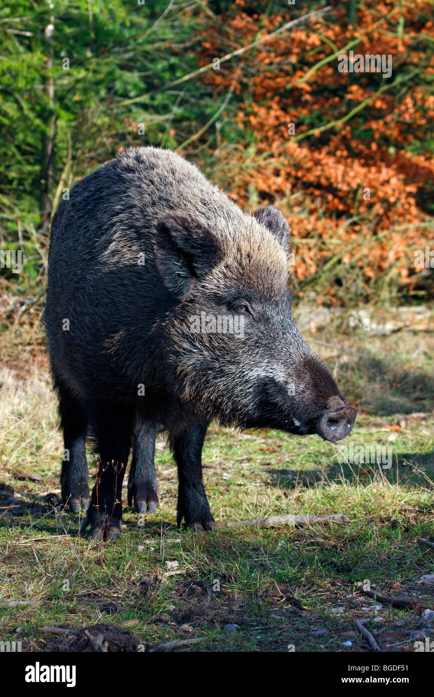 Female wild boar (Sus scrofa), sow in forest Stock Photo - Alamy