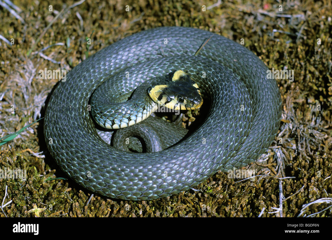 Grass snake (Natrix natrix), specimen with a strikingly wide head ...