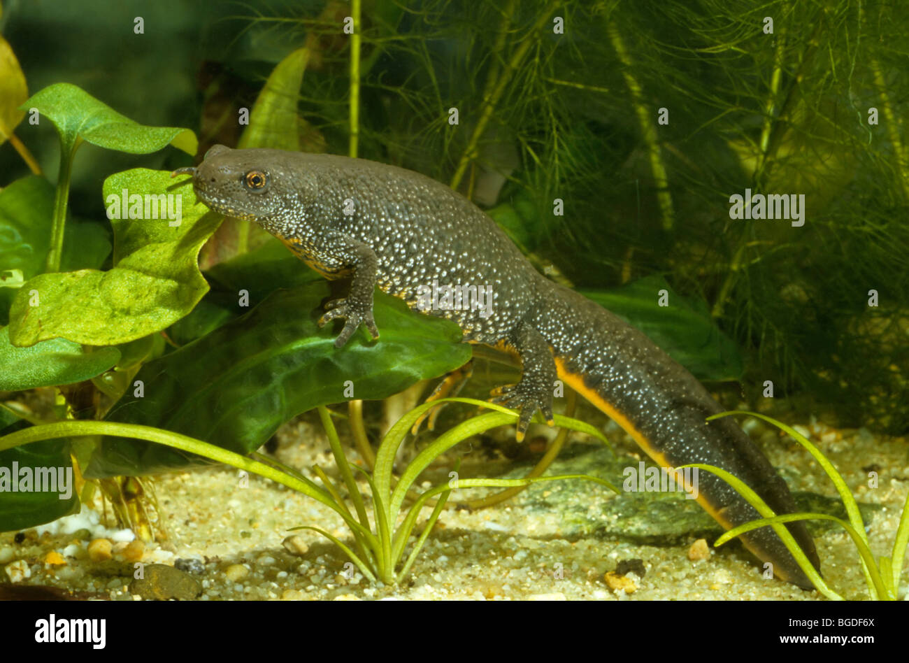 Warty newt hi-res stock photography and images - Alamy
